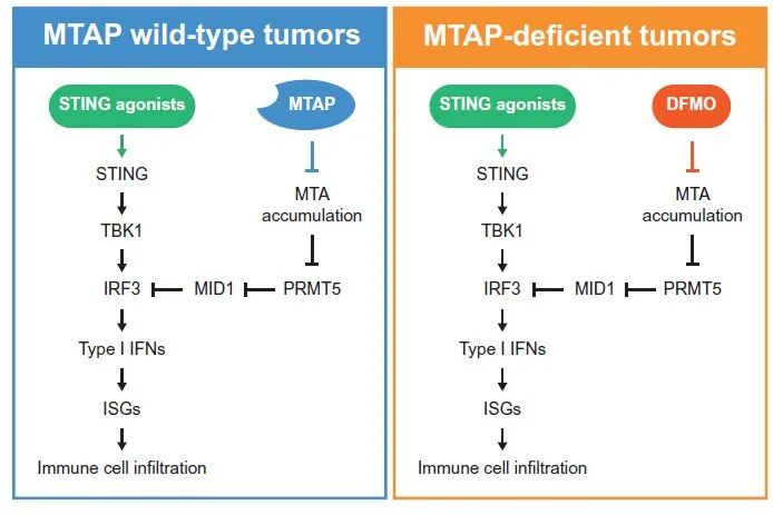 生物医药产业大会| Science聚焦免疫治疗难题：MTAP缺失导致STING激动剂耐受，代谢干预提供新解法 - 生物医药产业国际合作大会